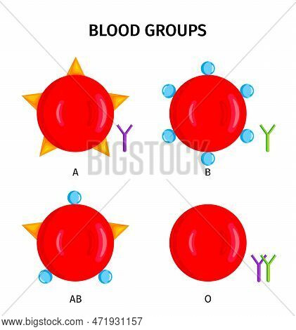 Human Blood Types Vector & Photo (Free Trial) | Bigstock
