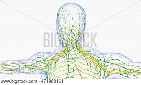 Human Lymph Nodes Image & Photo (Free Trial) | Bigstock