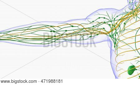 Human Lymph Nodes Image & Photo (Free Trial) | Bigstock