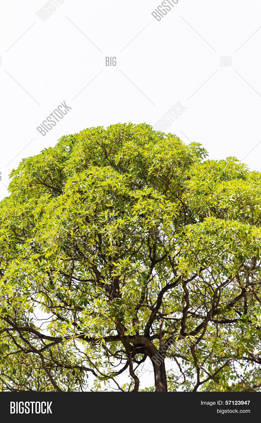 Isolate Tree Asia Image & Photo (Free Trial) | Bigstock