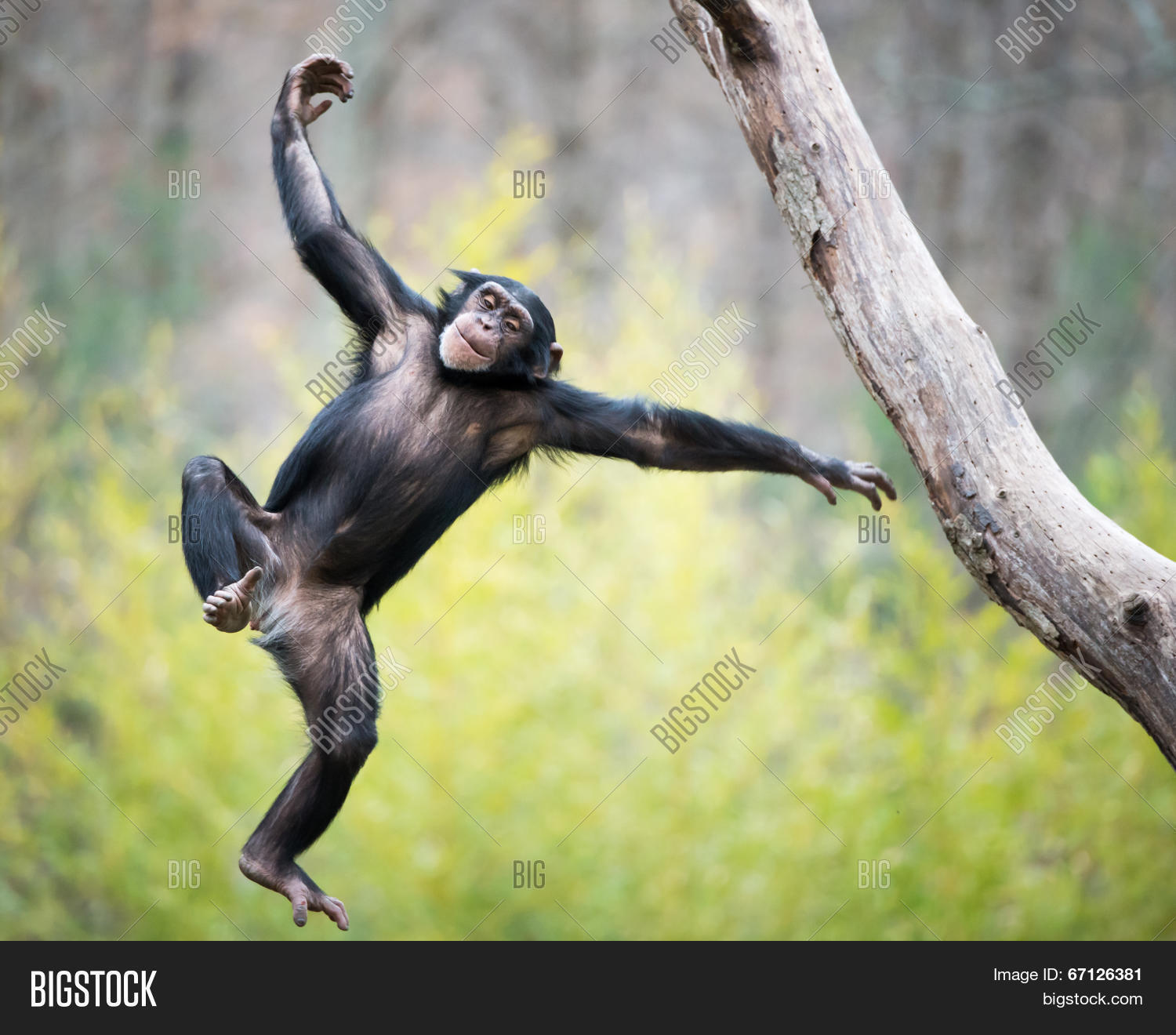 Chimp Flight Image & Photo (Free Trial) | Bigstock
