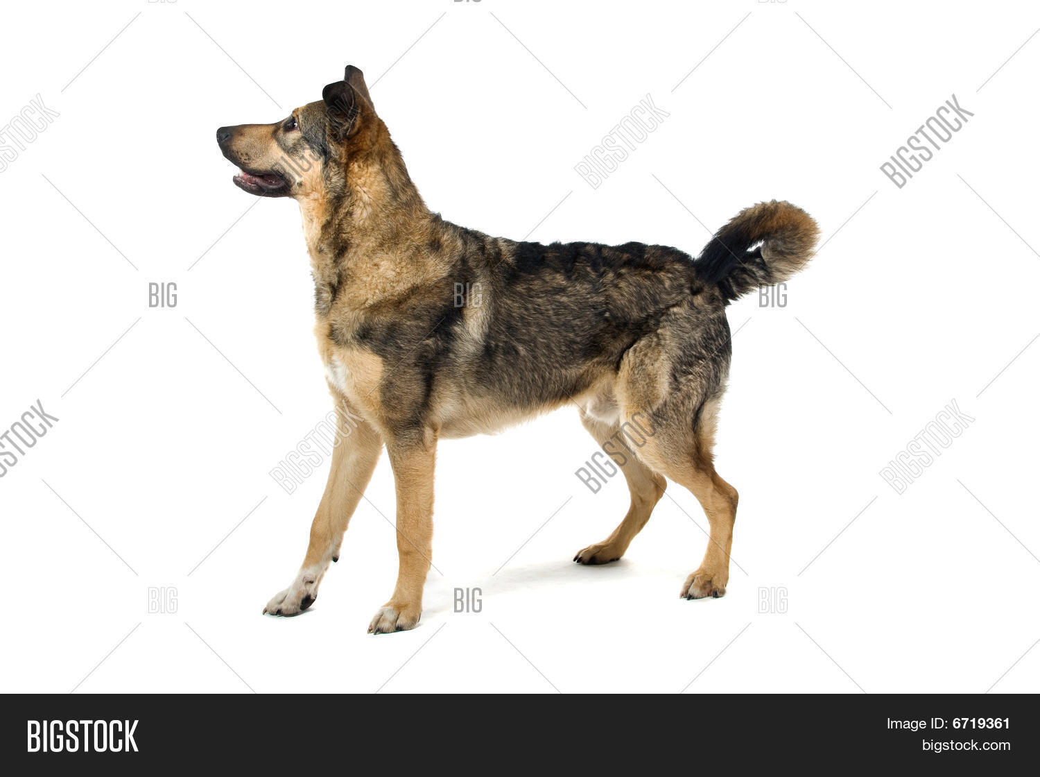 Swedish Vallhund German Shepherd Mix