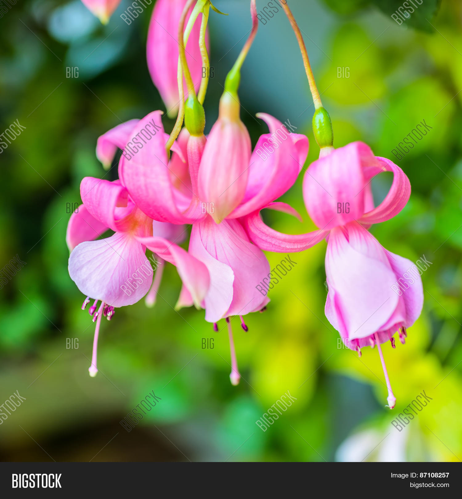Beautiful Soft Pink Image & Photo (Free Trial) | Bigstock