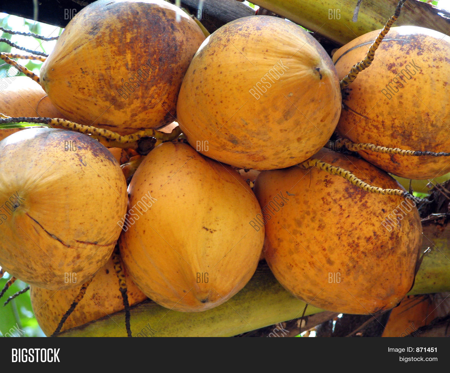 Coconut Image & Photo (Free Trial) | Bigstock