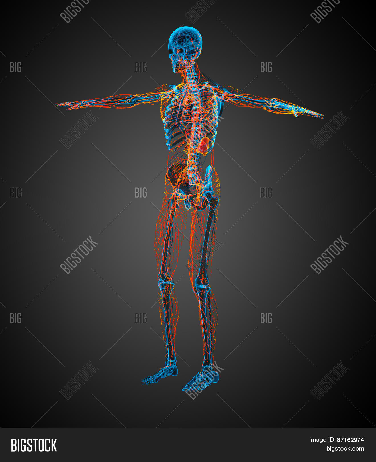 3D Render Medical Image & Photo (Free Trial) | Bigstock