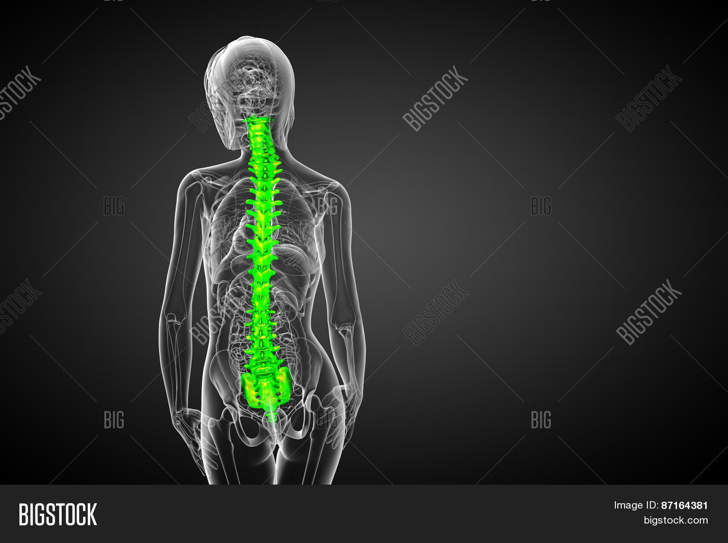 3D Render Medical Image & Photo (Free Trial) | Bigstock