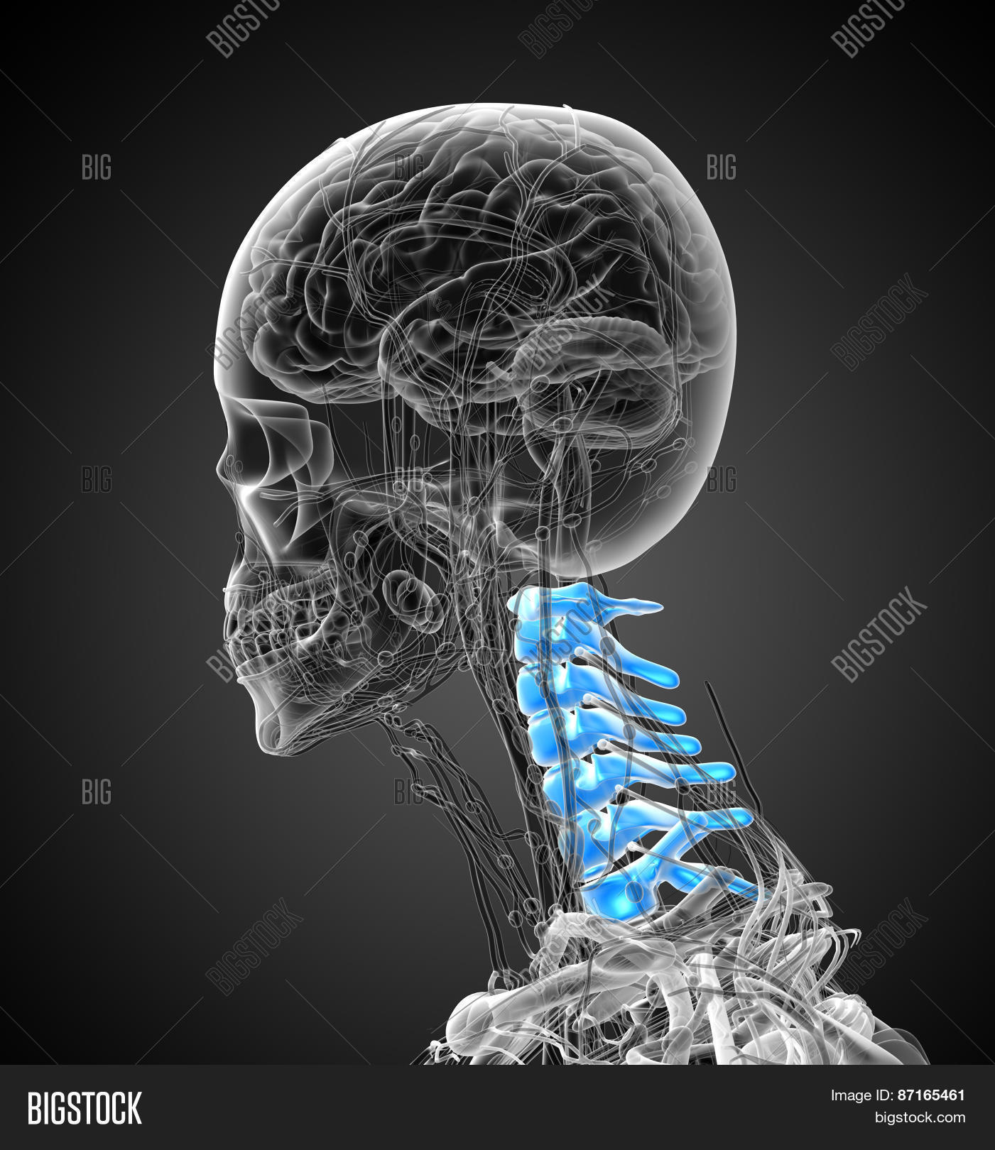 3D Render Medical Image & Photo (Free Trial) | Bigstock