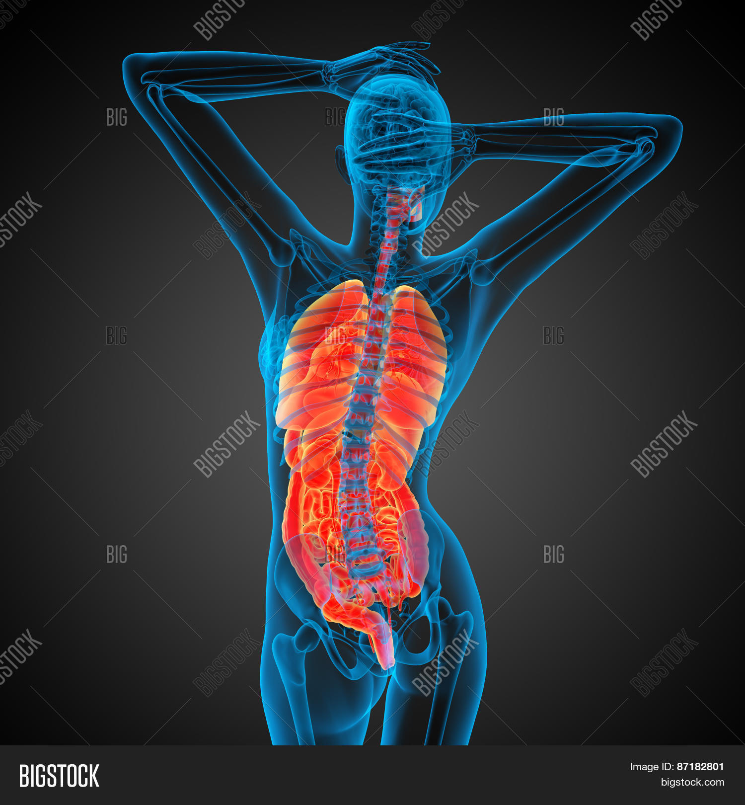 3D Render Medical Image & Photo (Free Trial) | Bigstock