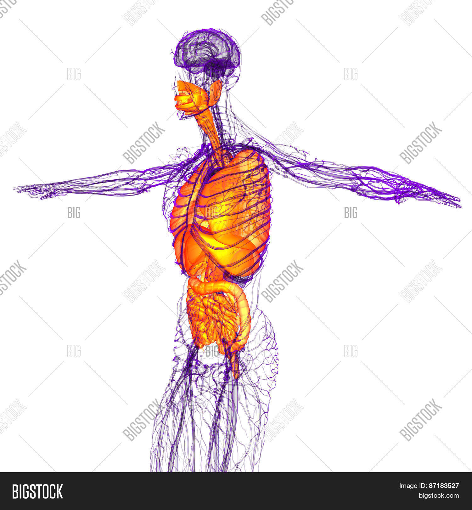 3D Render Medical Image & Photo (Free Trial) | Bigstock