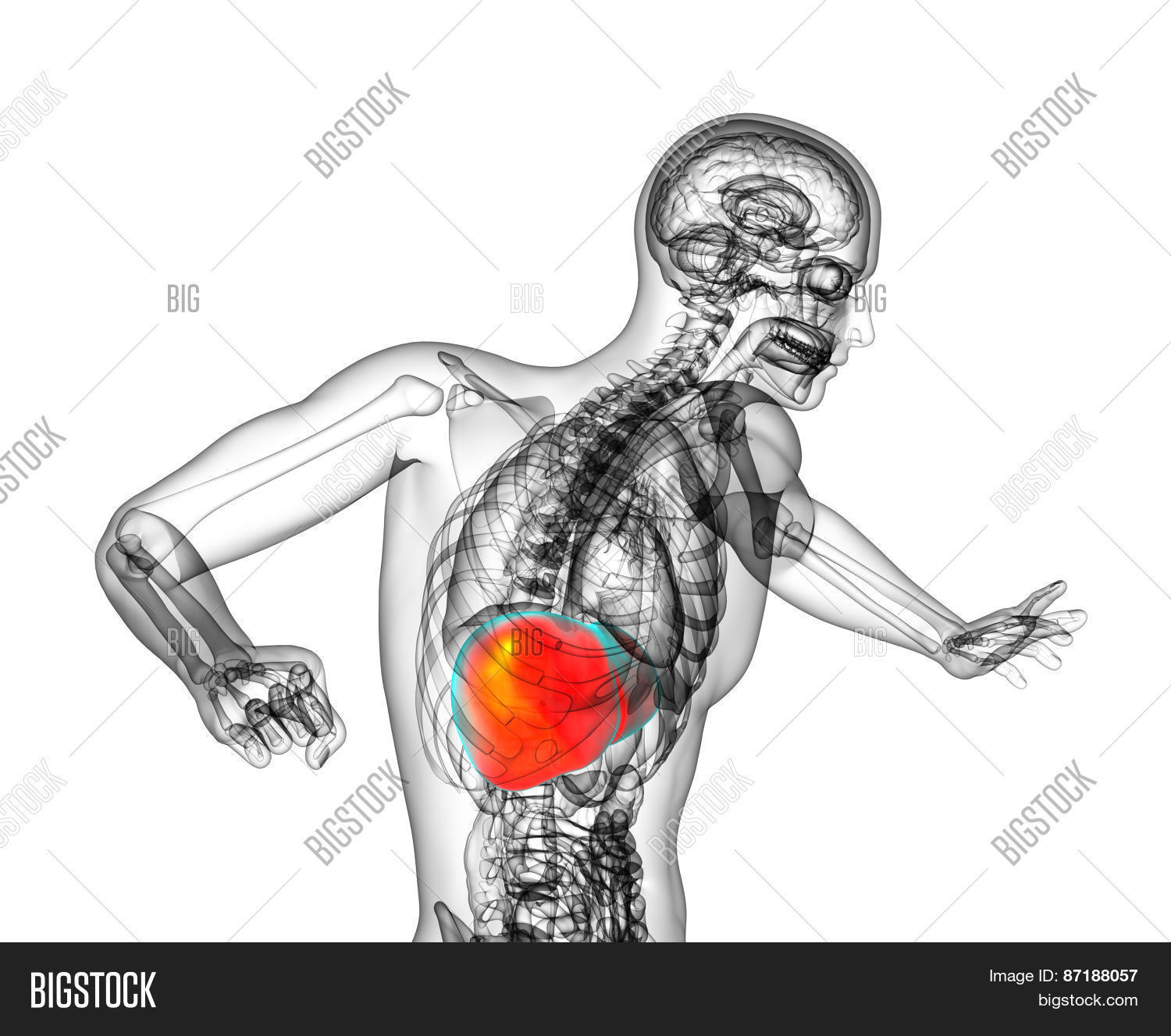 3D Render Medical Image & Photo (Free Trial) | Bigstock