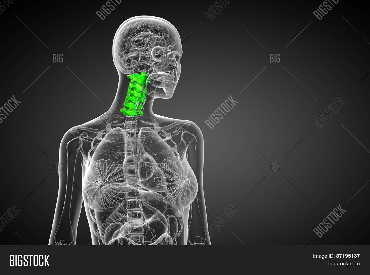 3D Render Medical Image & Photo (Free Trial) | Bigstock