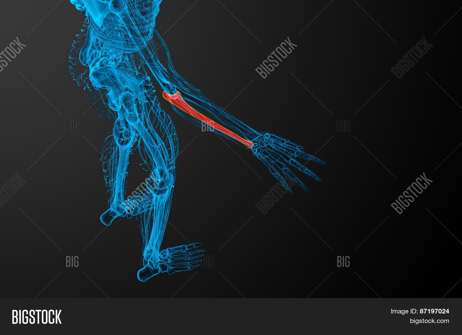 3D Render Medical Image & Photo (Free Trial) | Bigstock