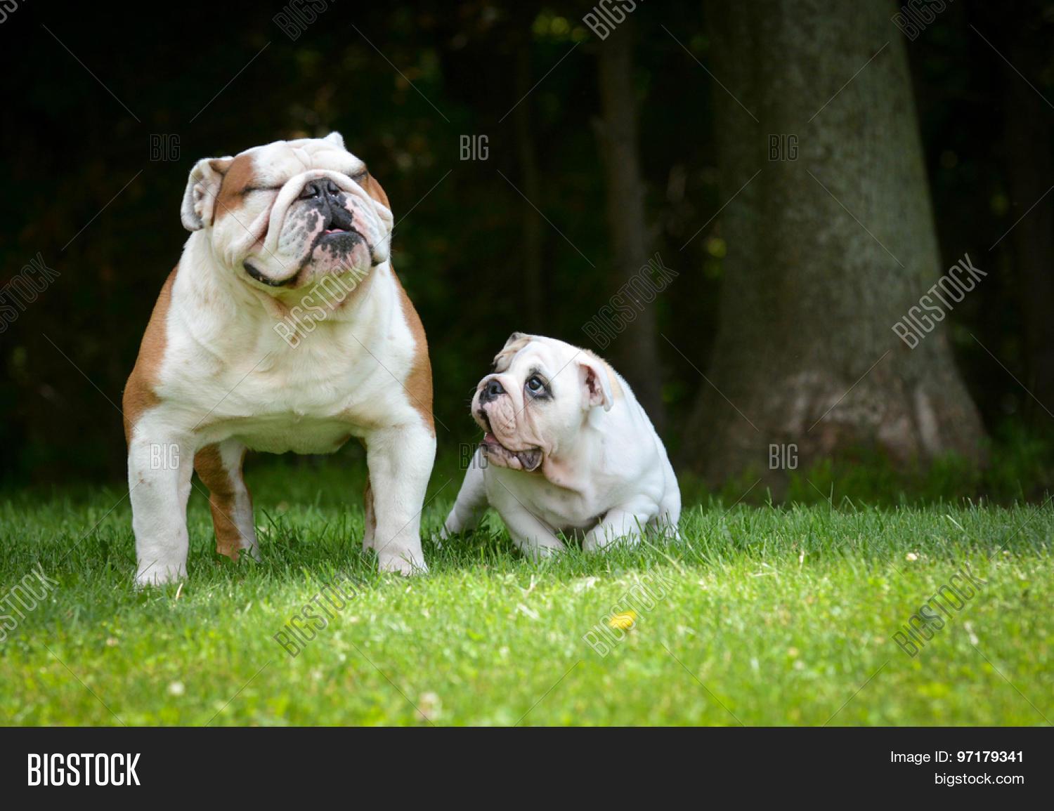Puppy Adult Dog Image & Photo (Free Trial) | Bigstock