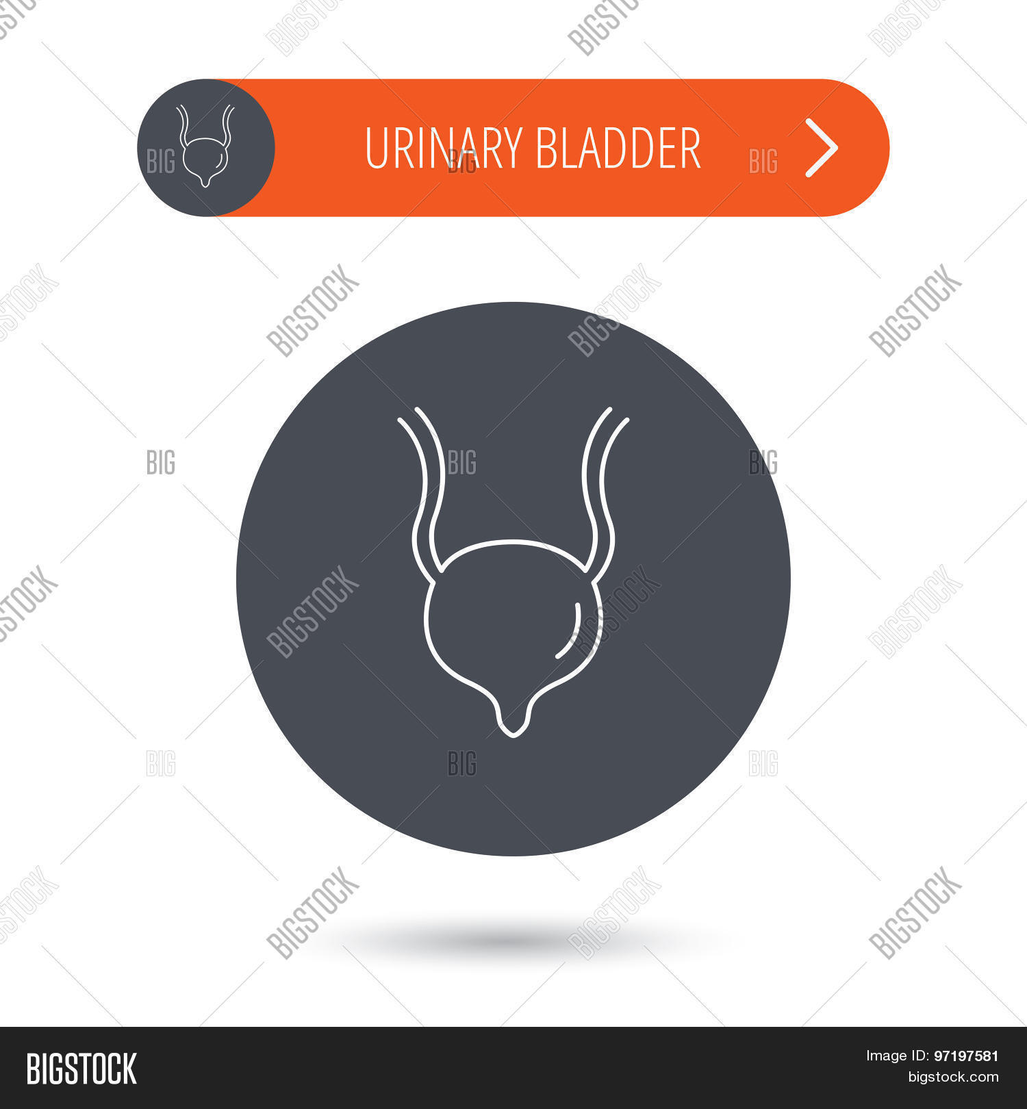 Urinary Bladder Icon Vector & Photo (Free Trial) | Bigstock