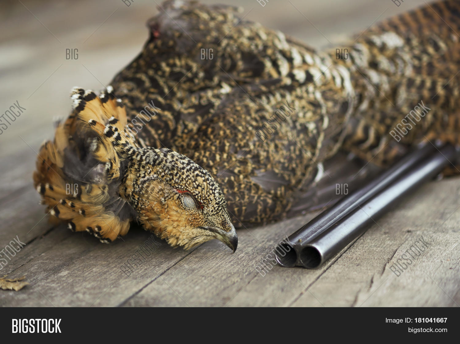 Killed Bird Gun Hunter Image & Photo (Free Trial) | Bigstock