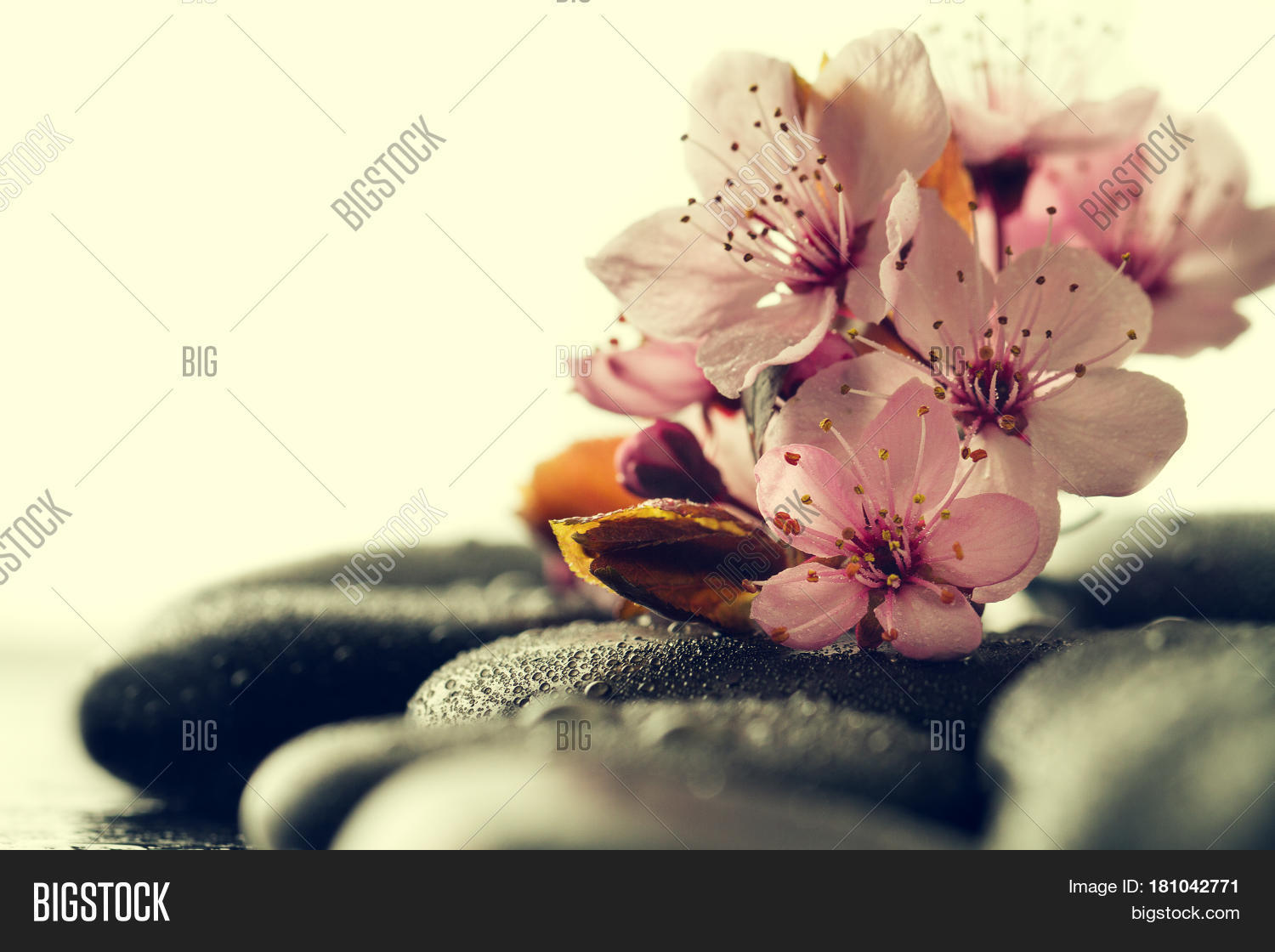 Beautiful Pink Spa Image & Photo (Free Trial) | Bigstock