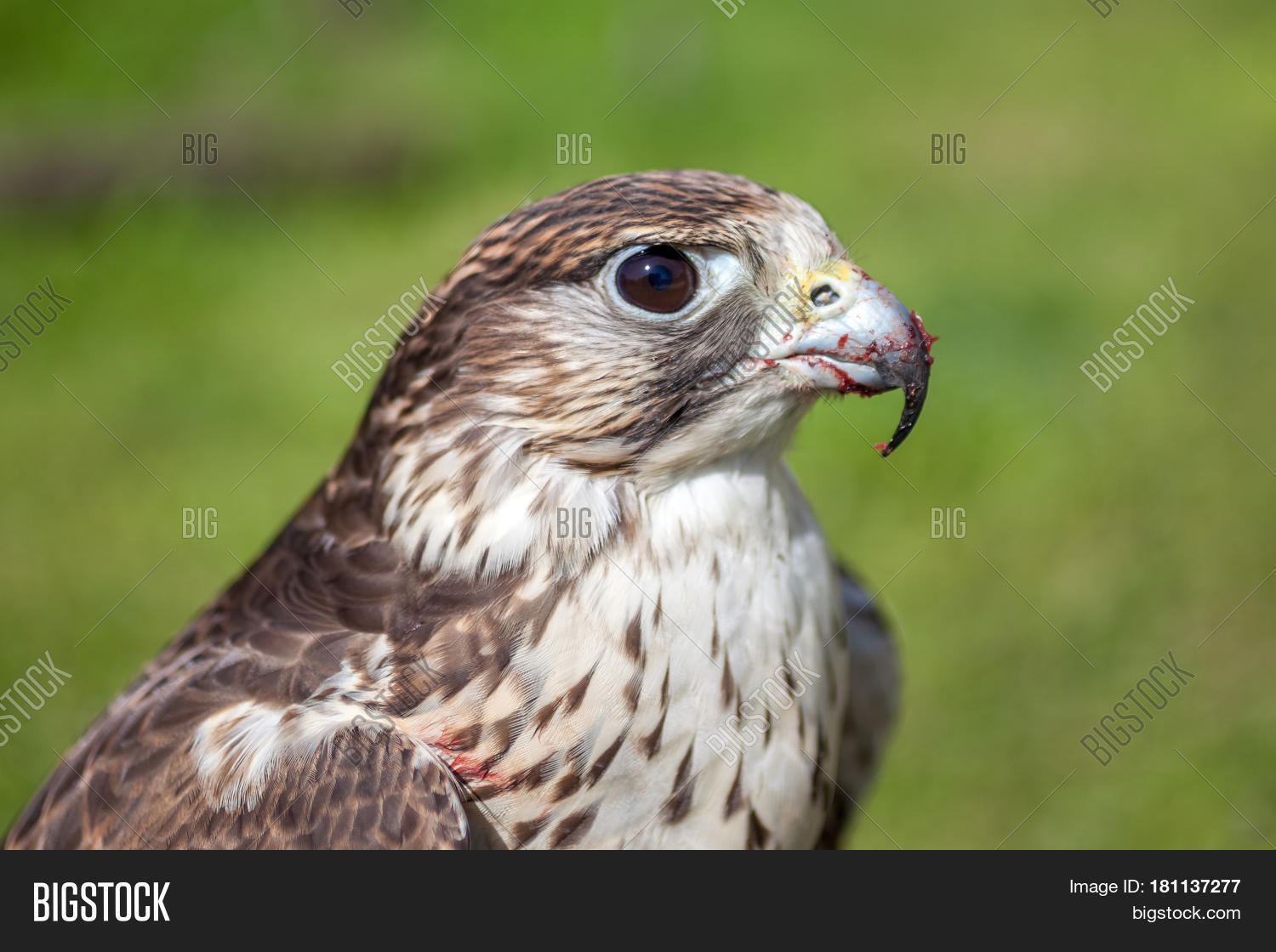 Falcon Bloody Beak Image & Photo (Free Trial) | Bigstock