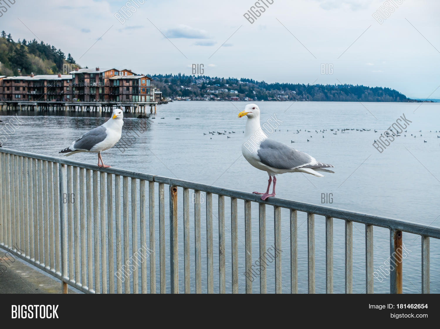 Two Seagulls Sits On Image & Photo (Free Trial) | Bigstock