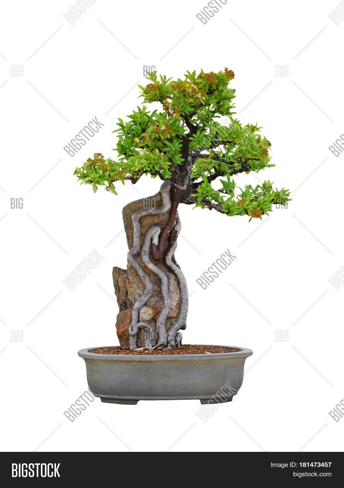 Pyracantha Image & Photo (Free Trial) | Bigstock