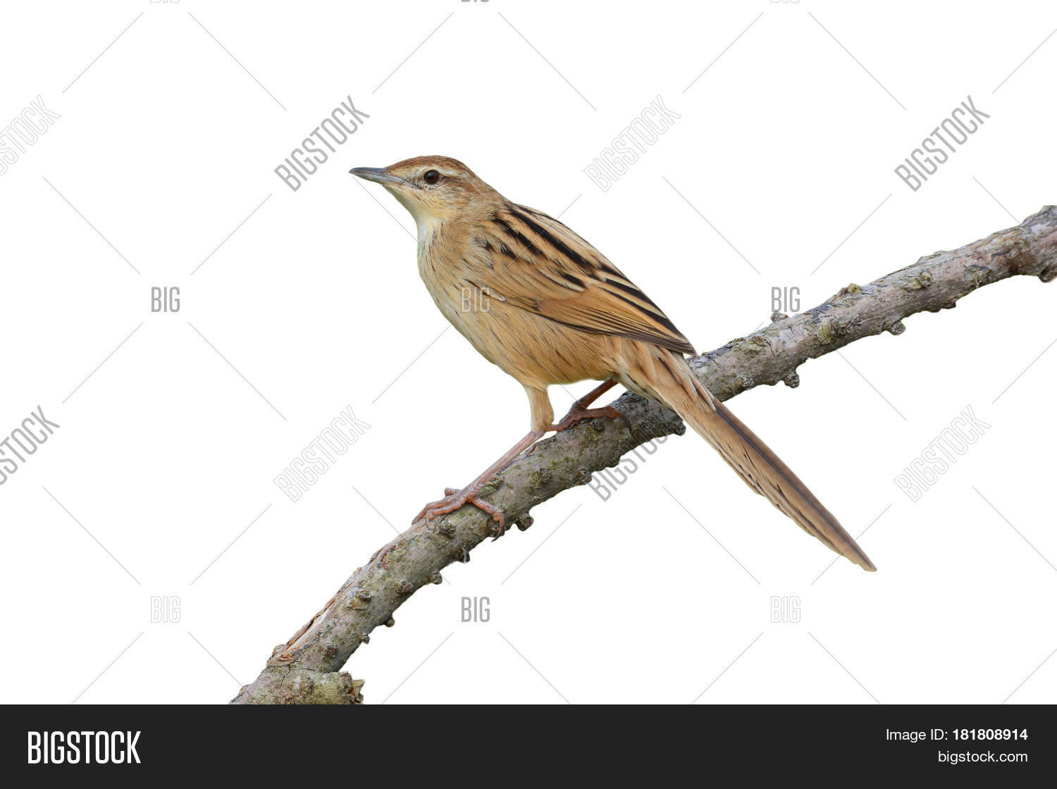 Striated Grassbird Image & Photo (Free Trial) | Bigstock