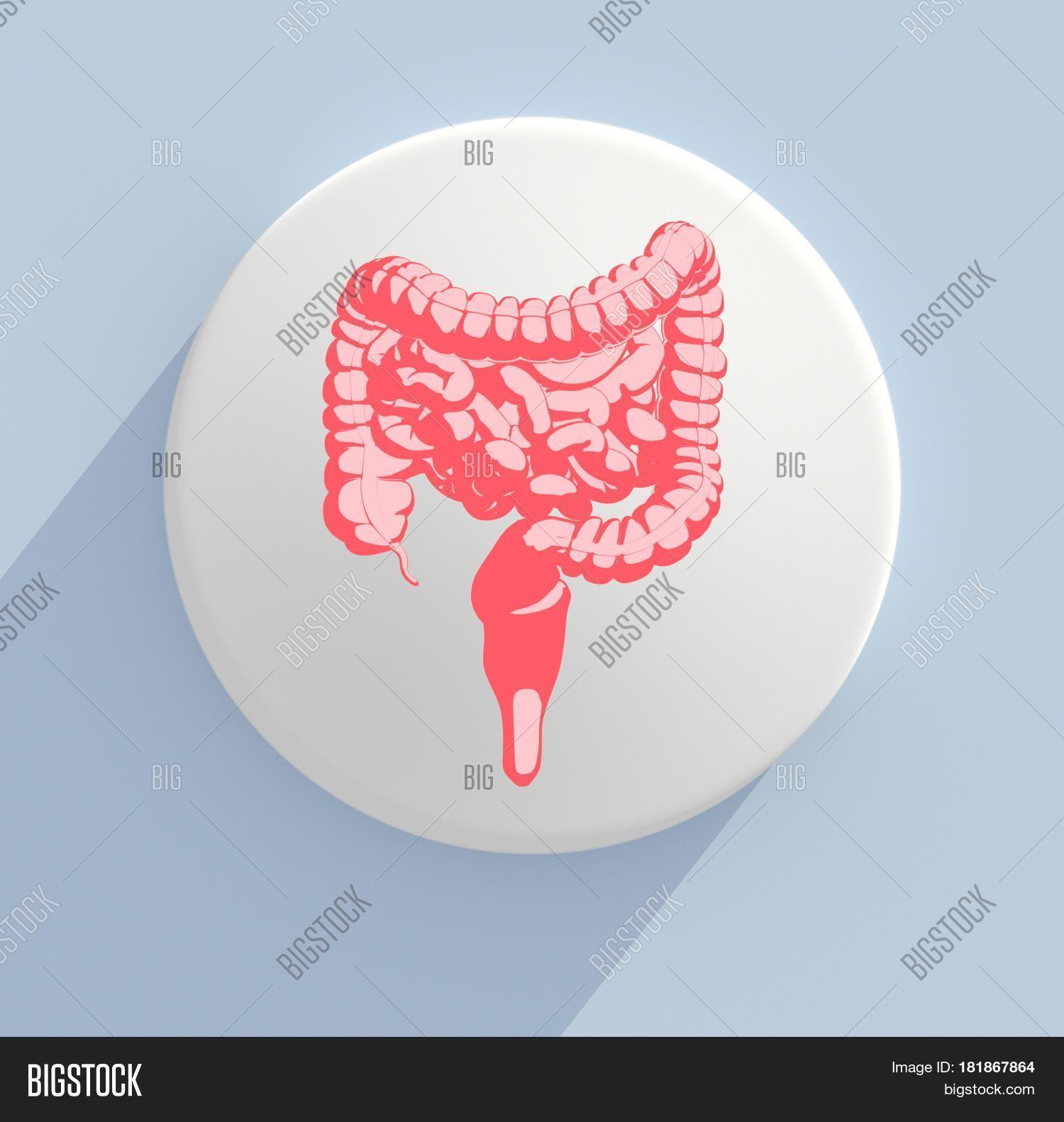 Intestines Infographic Image & Photo (Free Trial) | Bigstock