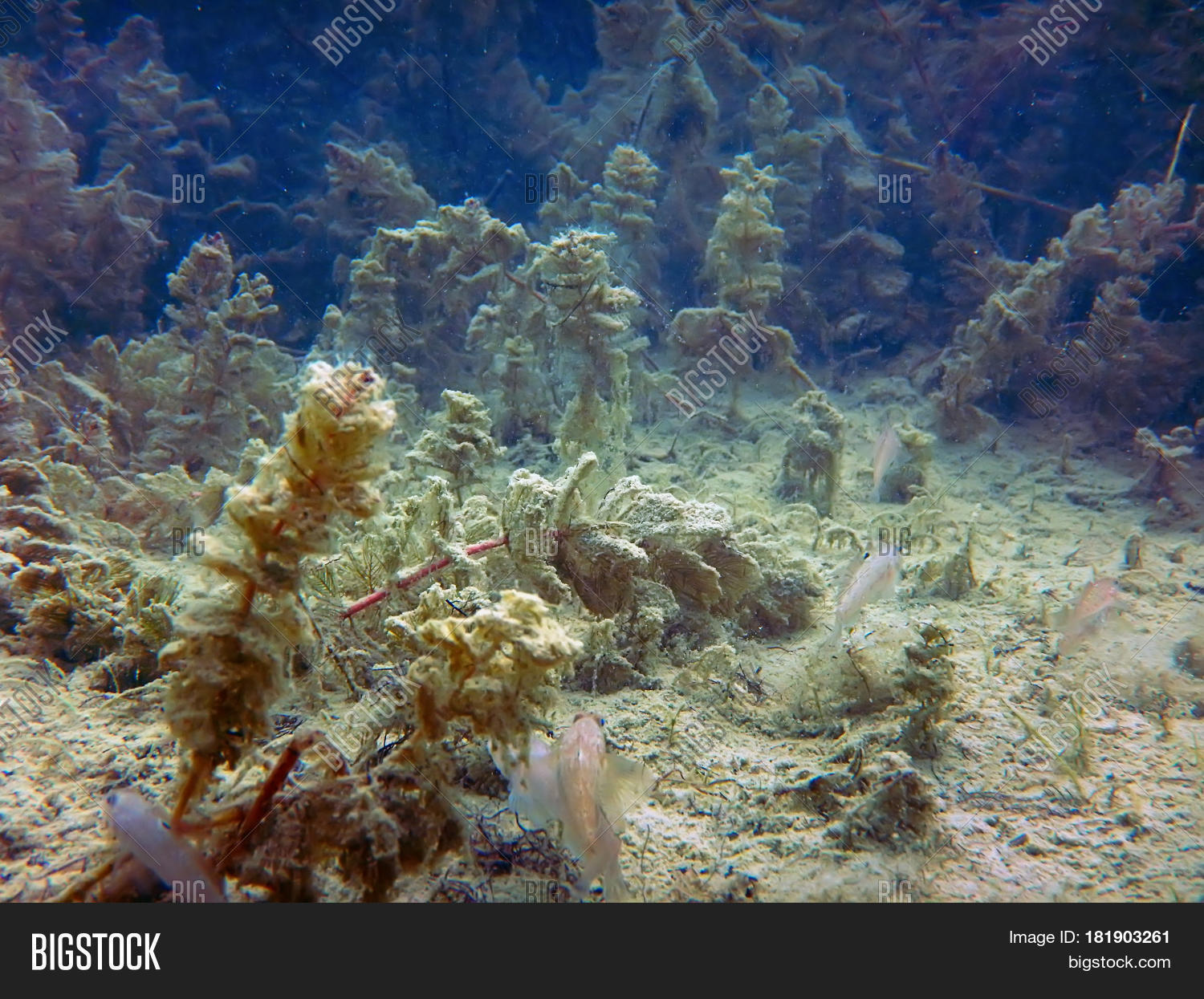 Freshwater Underwater Image & Photo (Free Trial) | Bigstock