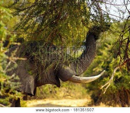Elephant Hiding Behind Image & Photo (Free Trial) | Bigstock