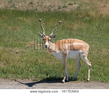 Antelope Looks Cross Image & Photo (Free Trial) | Bigstock