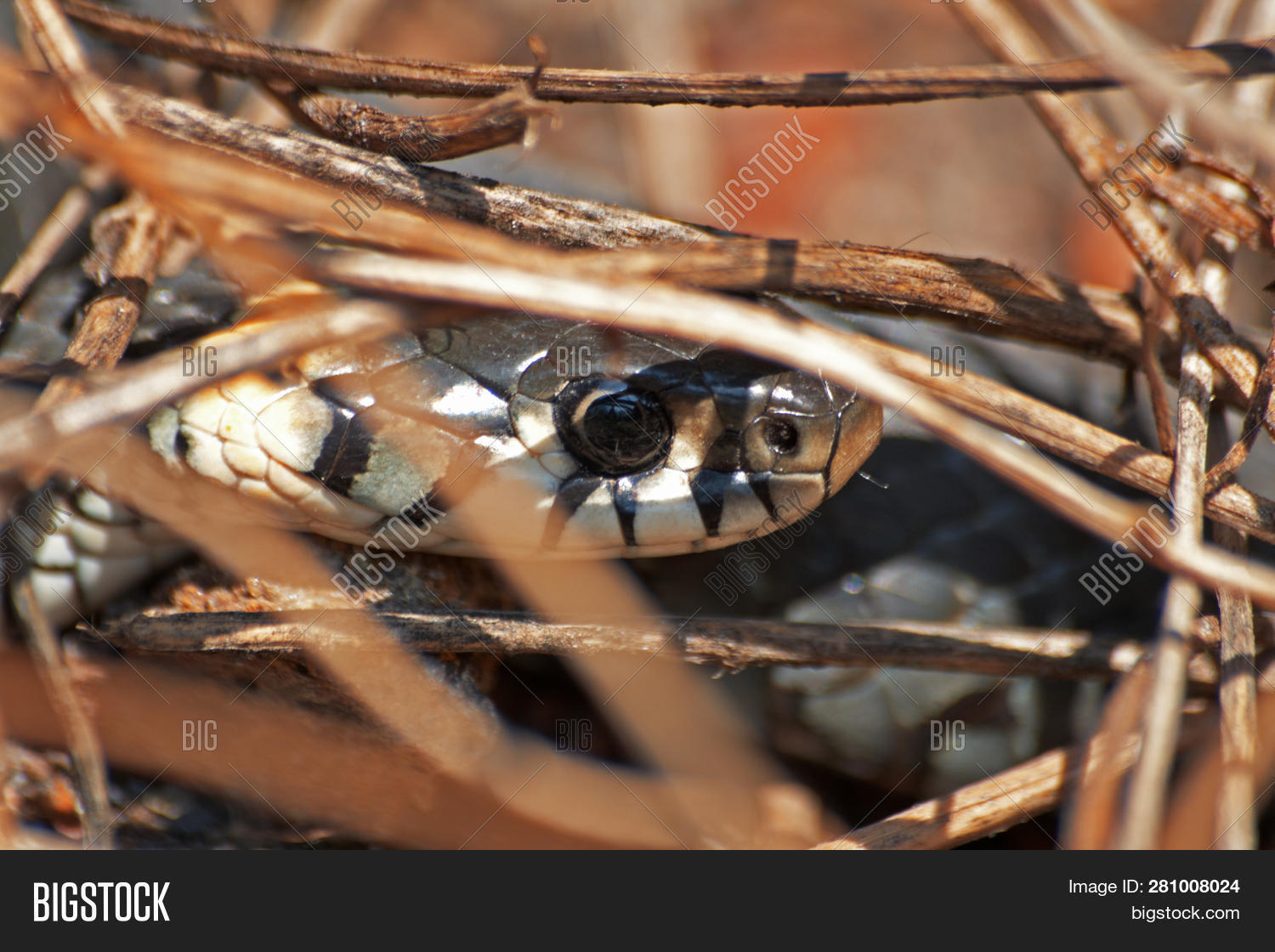 Grass Snake, Lat. Image & Photo (Free Trial) | Bigstock
