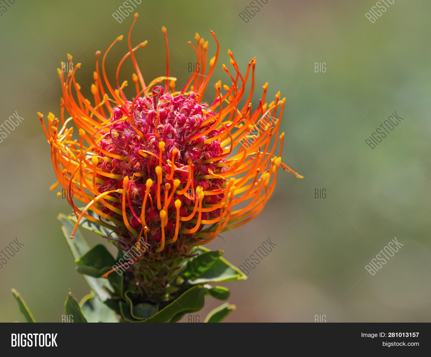 Red Protea, Image & Photo (Free Trial) | Bigstock