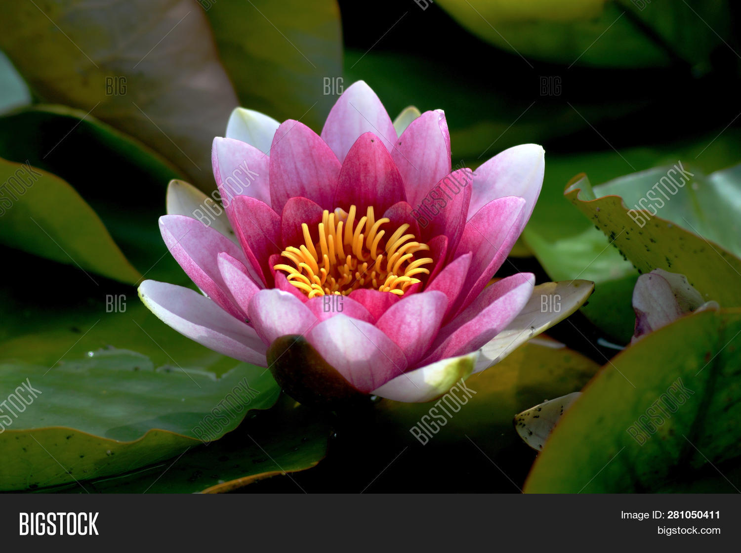 What Is The Religion Of Lotus Flower | Best Flower Site