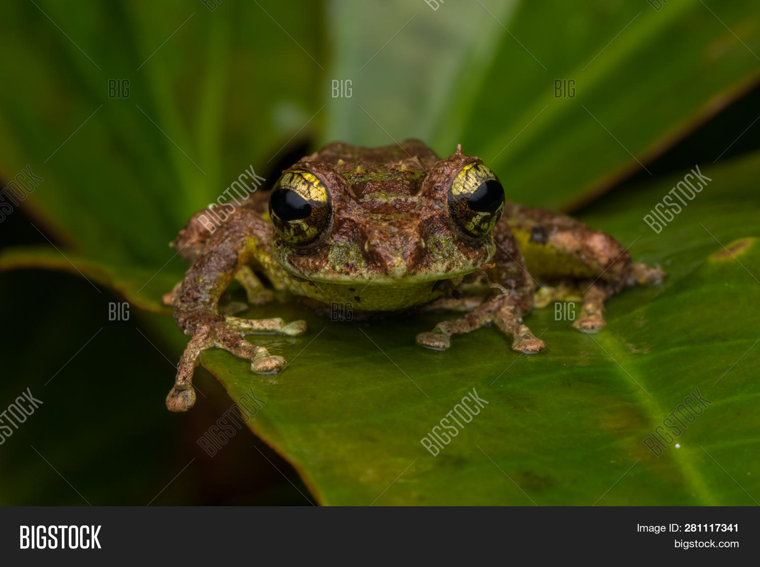 Macro Image Mossy Tree Image & Photo (Free Trial) | Bigstock