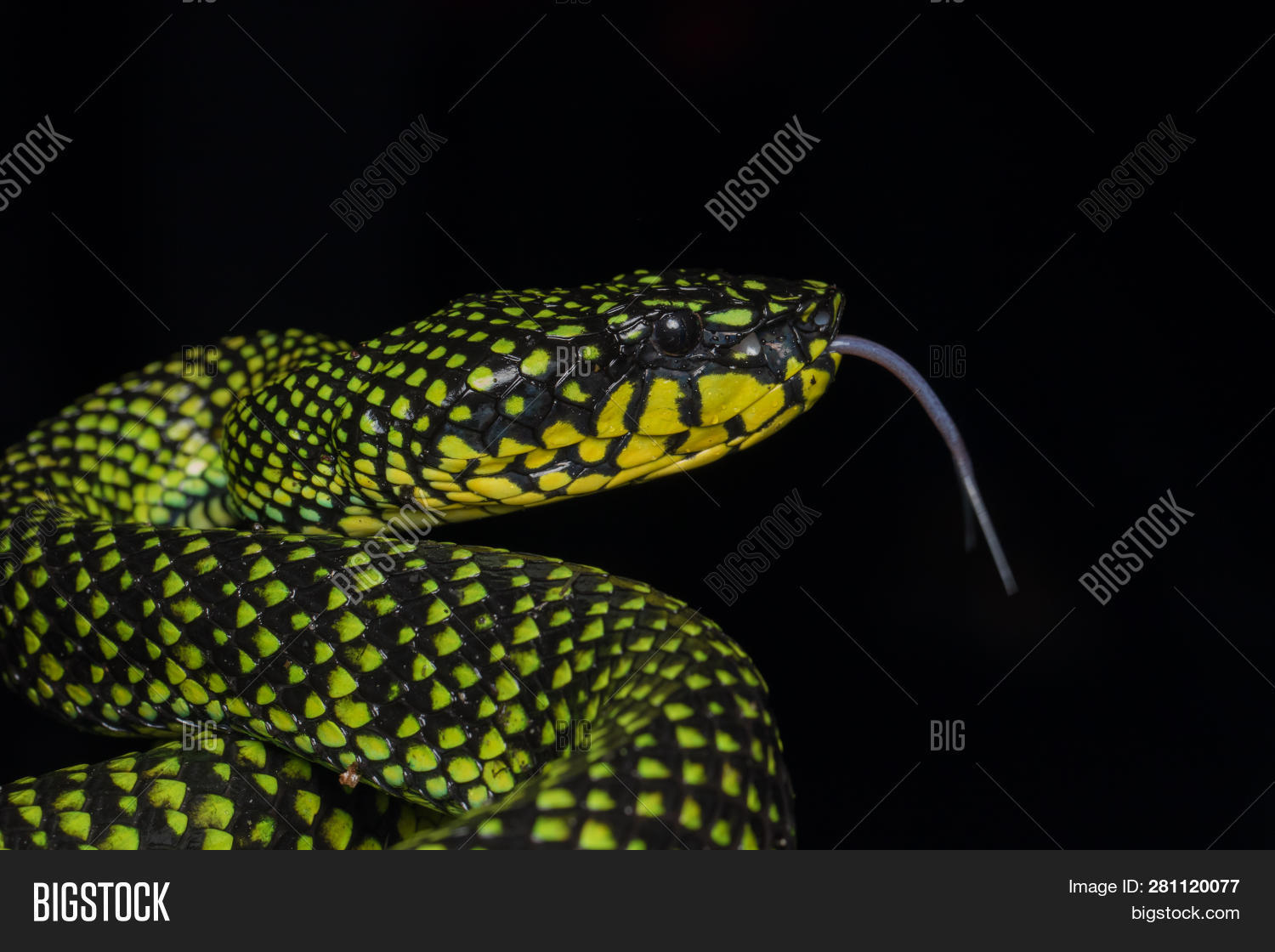 Venomous Pitviper ( Image & Photo (Free Trial) | Bigstock