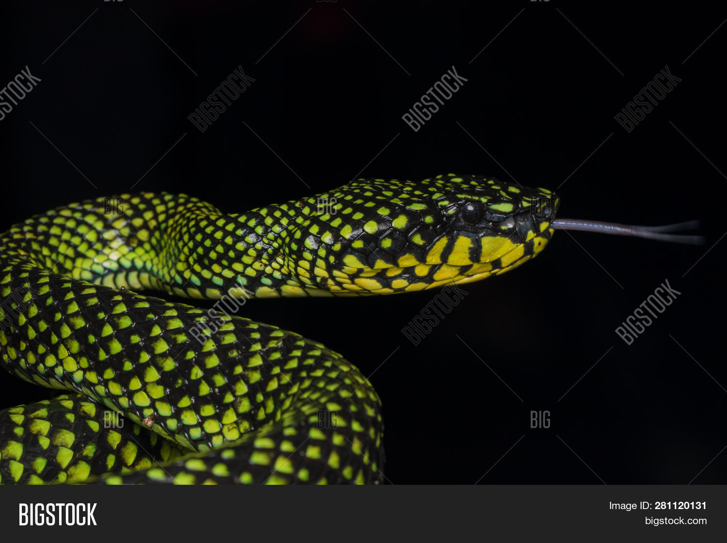 Venomous Pitviper ( Image & Photo (Free Trial) | Bigstock