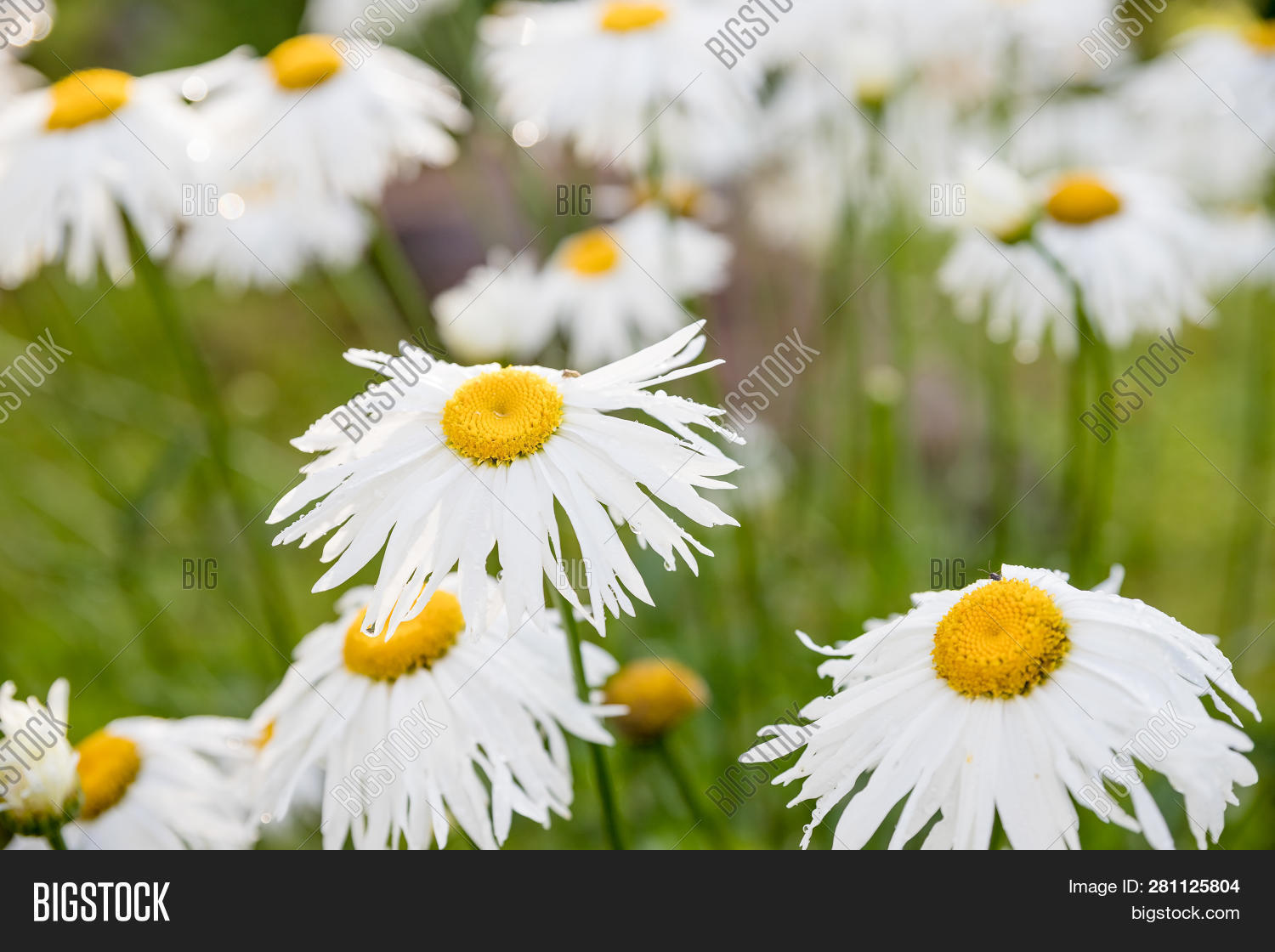 Daisy Bloom After Image & Photo (Free Trial) | Bigstock
