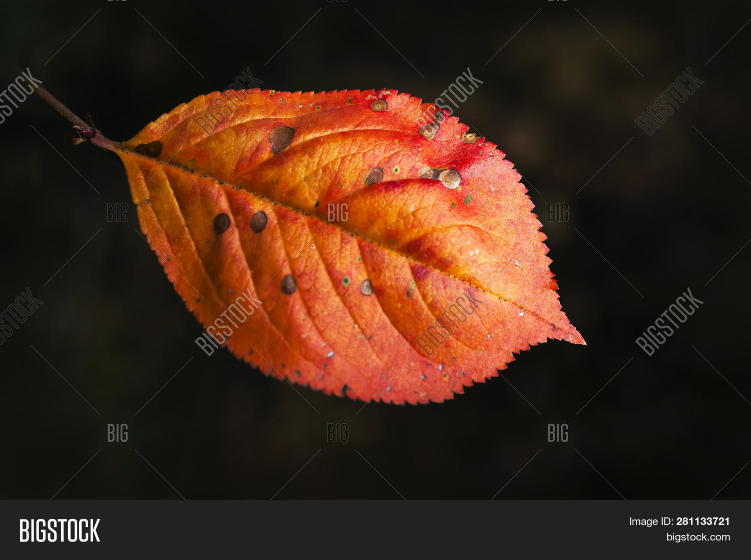 Single Red, Cinnabar Image & Photo (Free Trial) | Bigstock