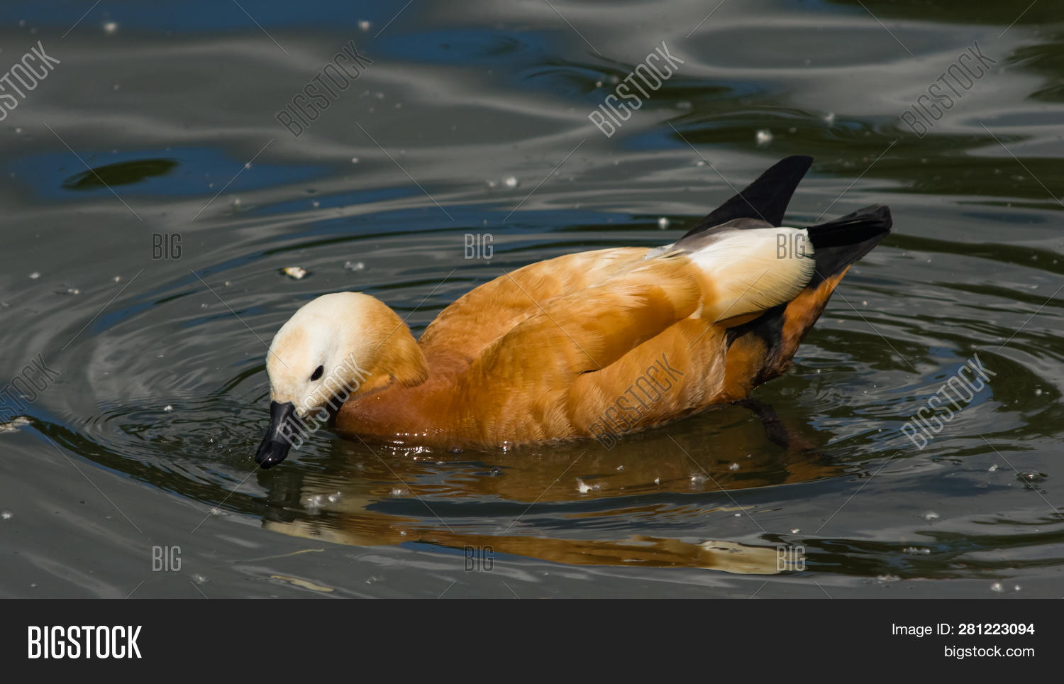 Male Ruddy Shelduck Image & Photo (Free Trial) | Bigstock