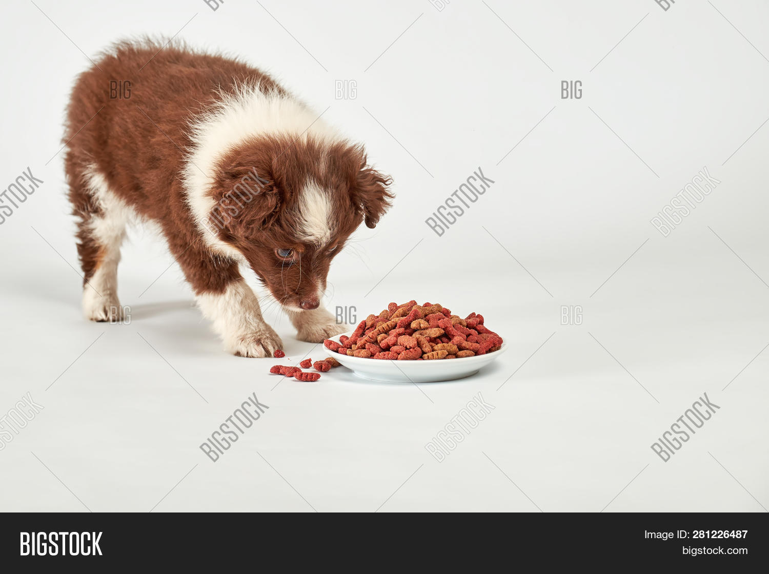 Puppy Looking On Dog Image & Photo (Free Trial) | Bigstock