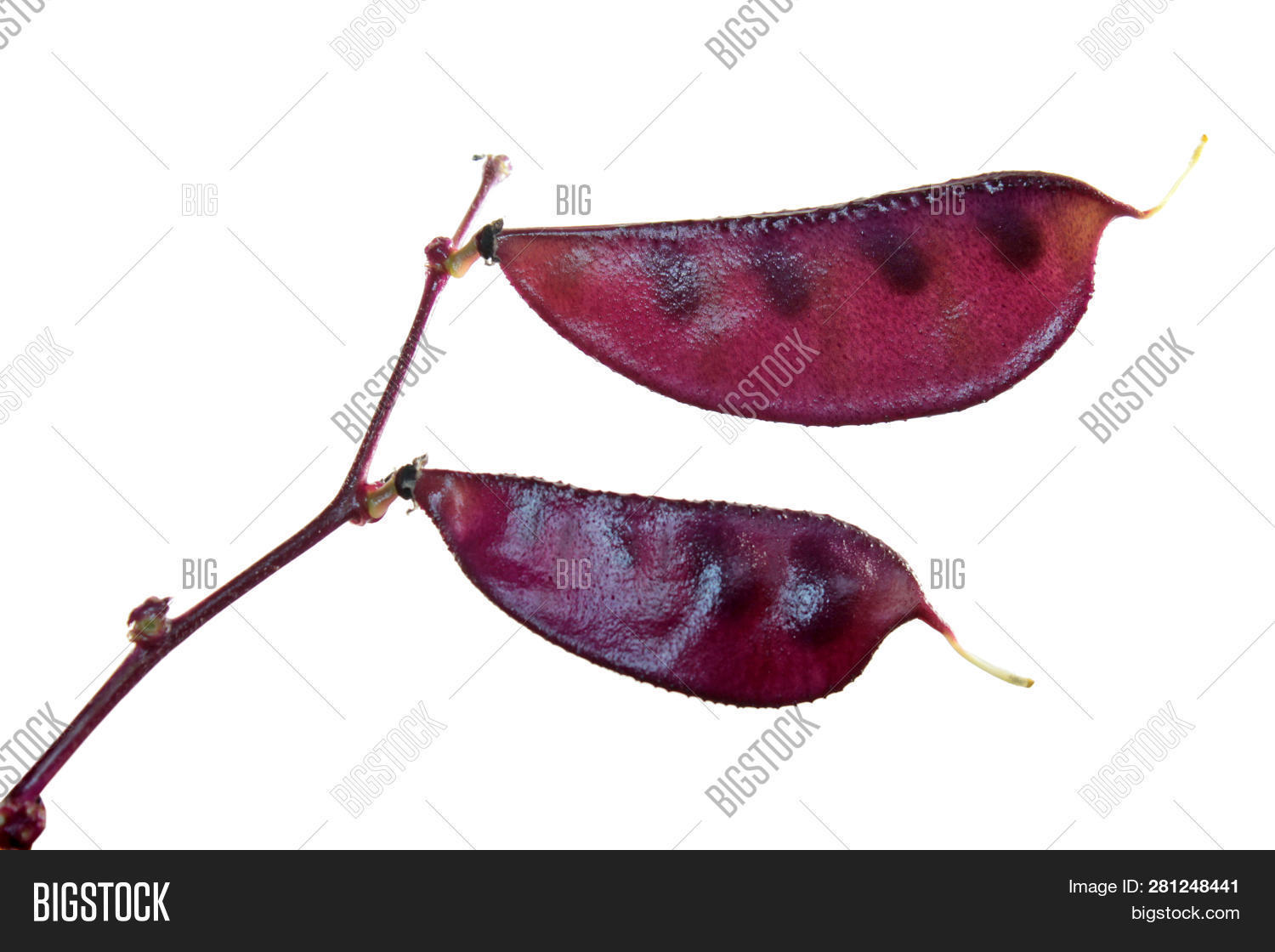 Purple Fruits Lablab Image & Photo (Free Trial) | Bigstock