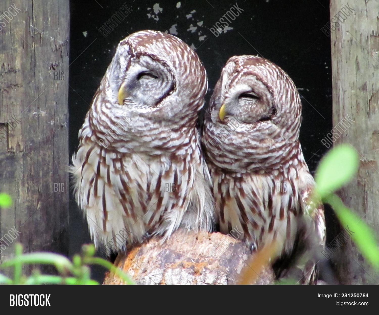 Owls Birds Order Image & Photo (Free Trial) | Bigstock