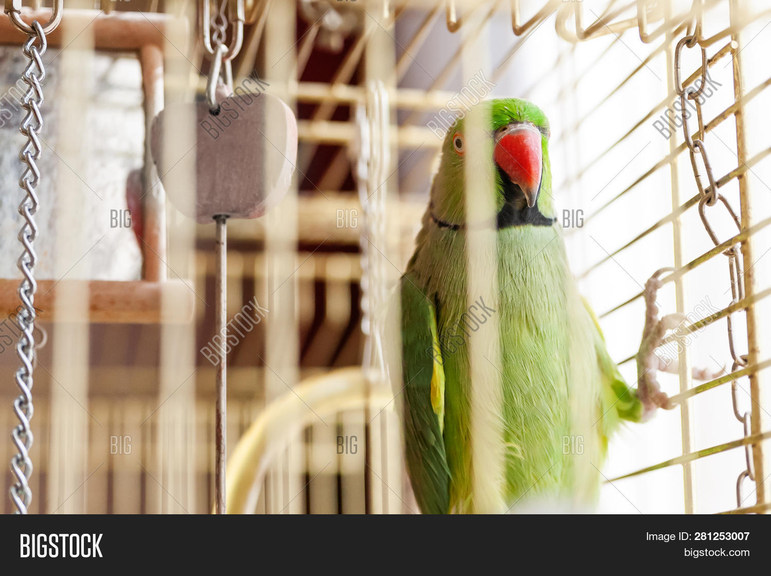 Green Lory Parrot. Image & Photo (Free Trial) | Bigstock