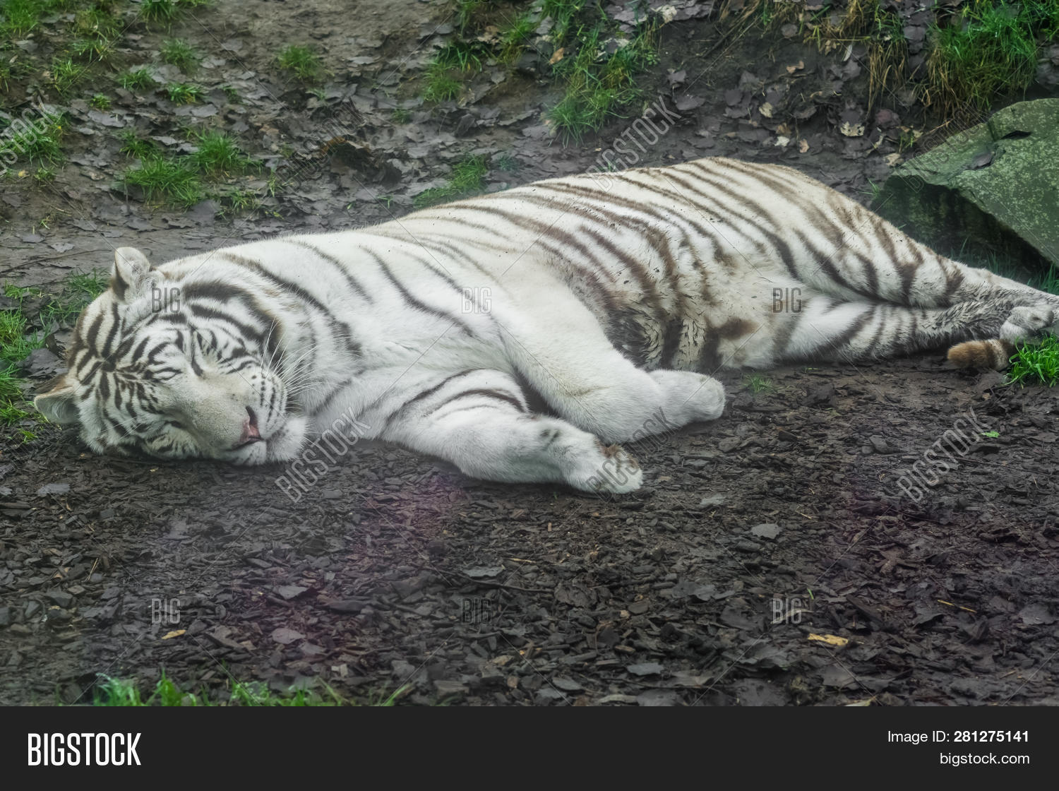 White Tiger Sleeping Image & Photo (Free Trial) | Bigstock