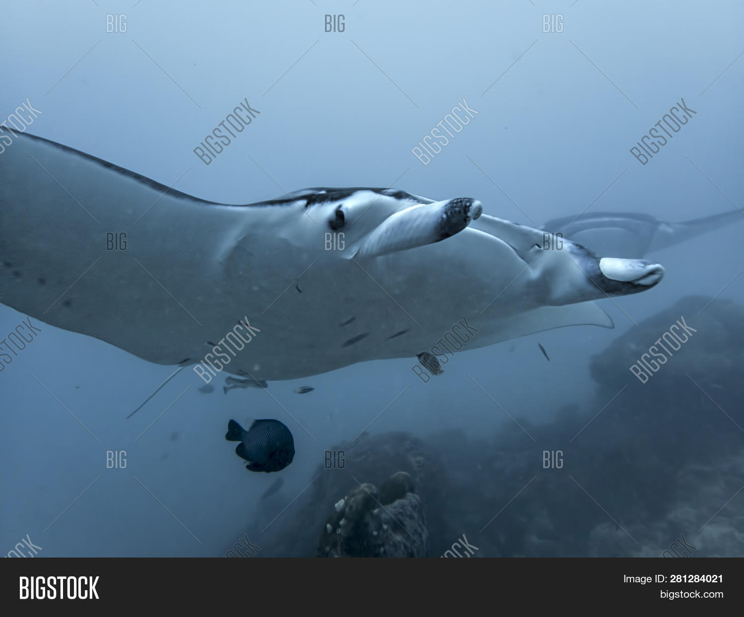 Close Manta Ray Face Image & Photo (Free Trial) | Bigstock