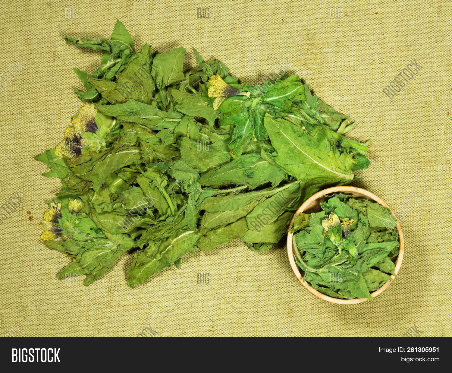 Black Henbane. Dry Image & Photo (Free Trial) | Bigstock