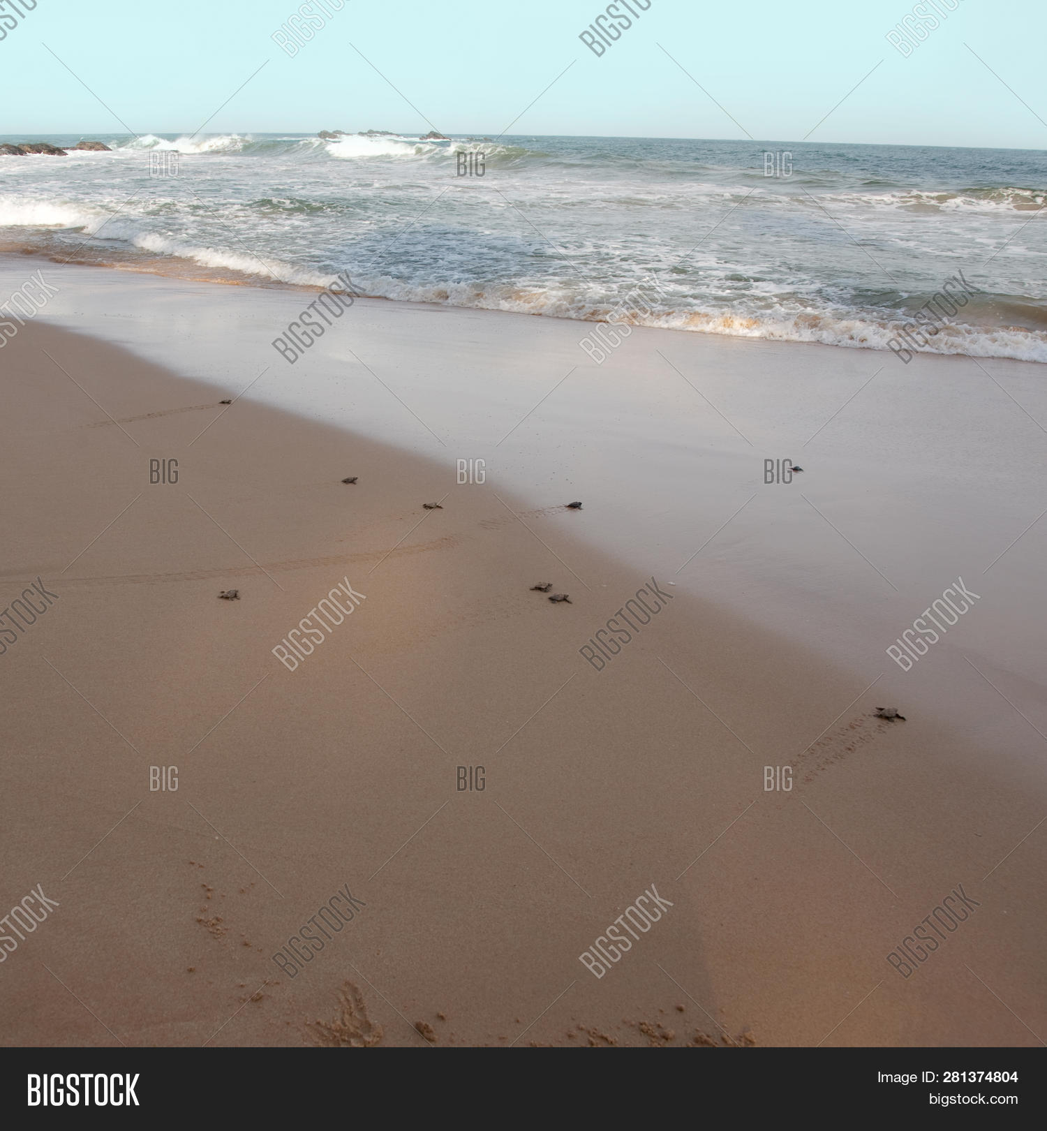 Loggerhead Sea Turtle Image & Photo (Free Trial) | Bigstock