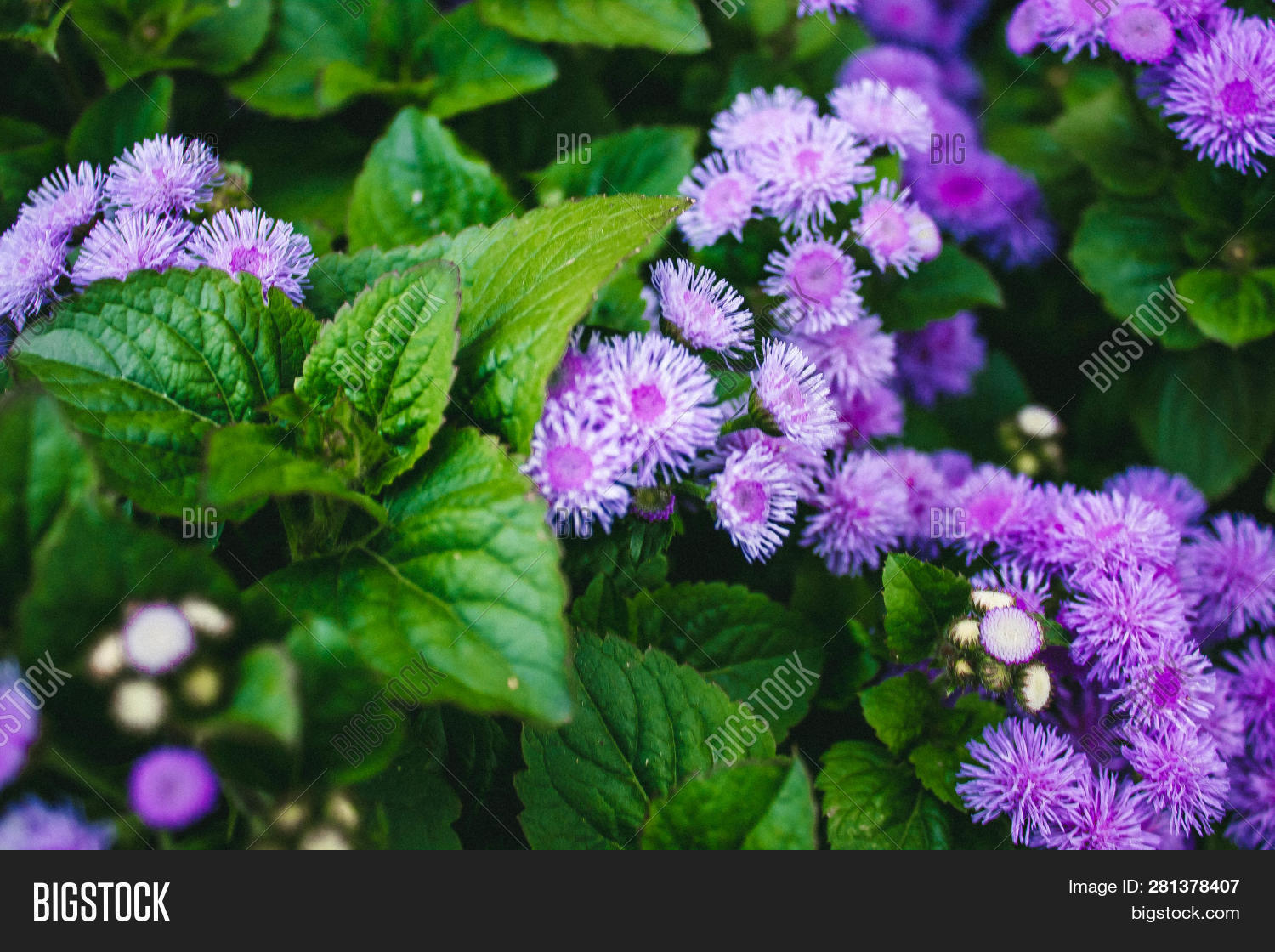 Flower Garden Sunny Image & Photo (Free Trial) | Bigstock