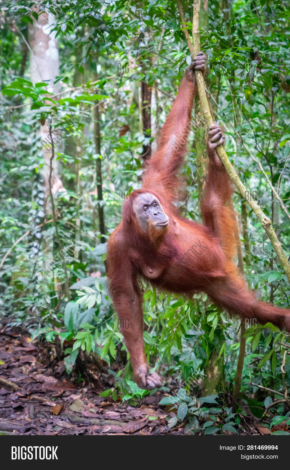 Orangutan Jungle Image & Photo (Free Trial) | Bigstock