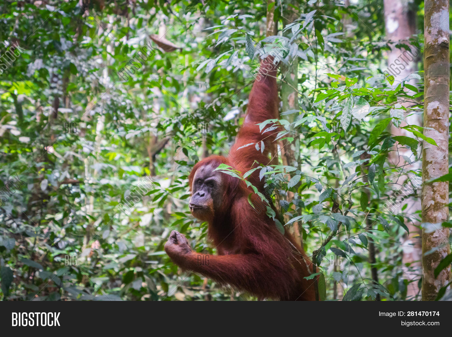 Orangutan Jungle Image & Photo (Free Trial) | Bigstock
