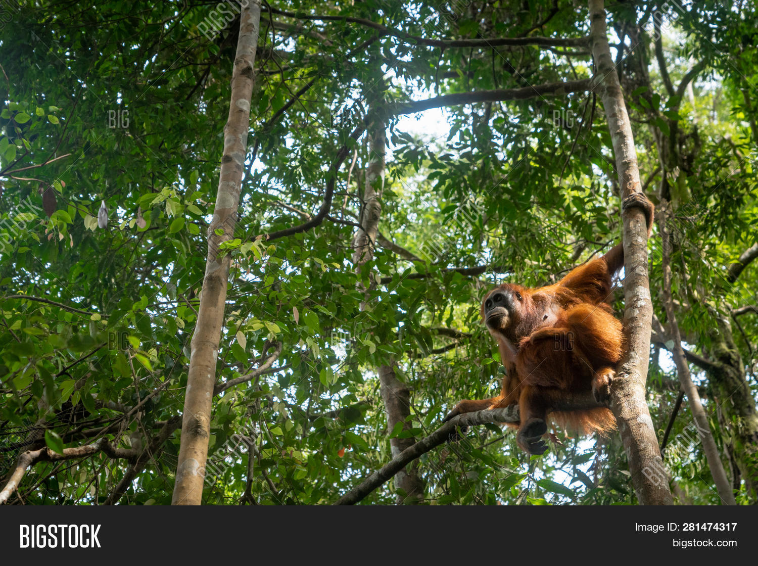 Orangutan Jungle Image & Photo (Free Trial) | Bigstock