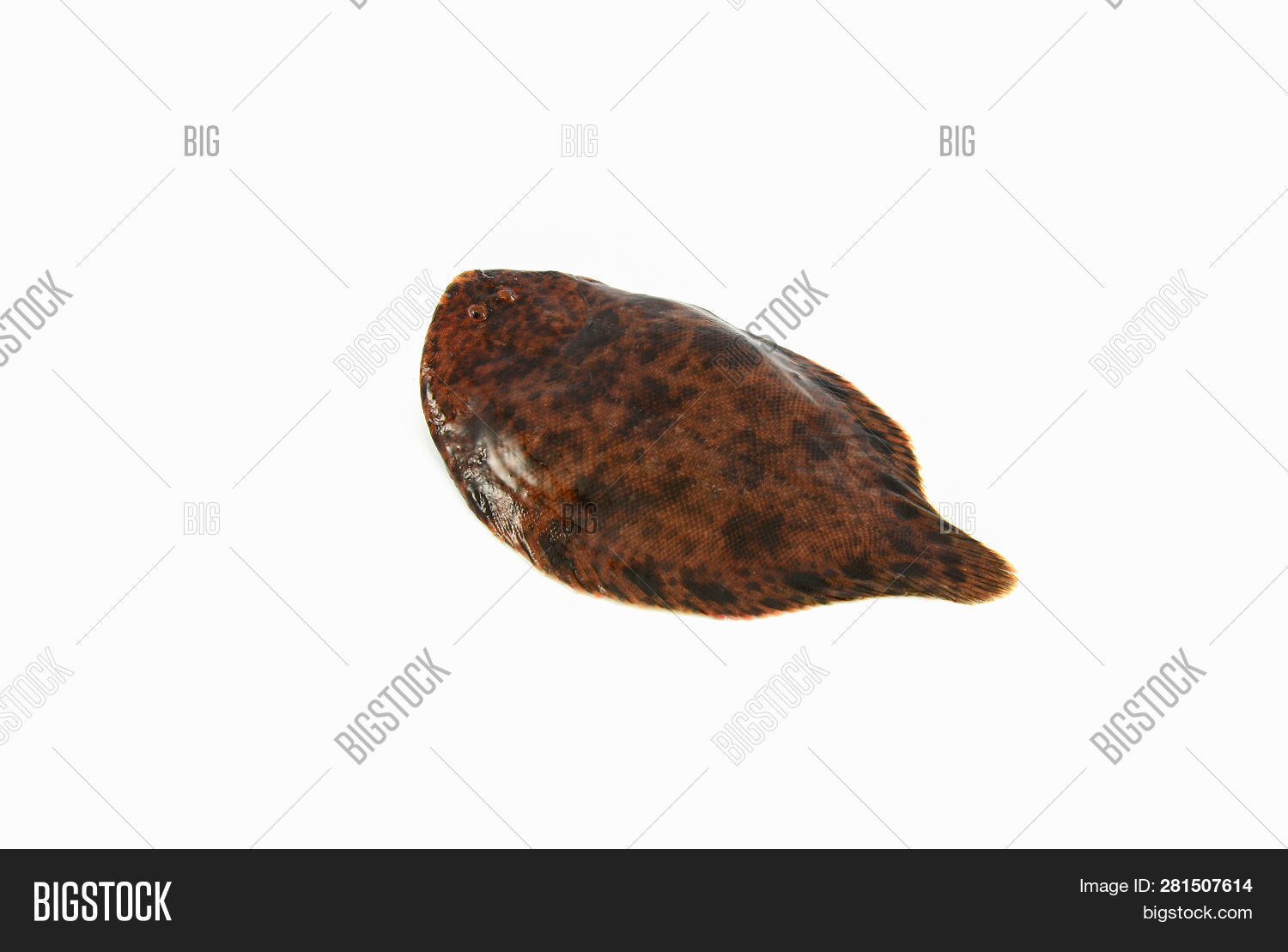 Freshwater Sole River Image & Photo (Free Trial) | Bigstock